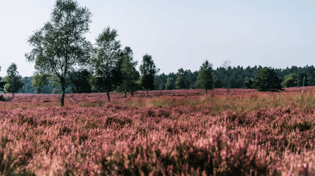 Visit the Barneveld region: surprising, familiar and Veluws